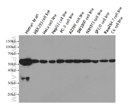 Alpha Tubulin Antibody HRP-66031 | Proteintech