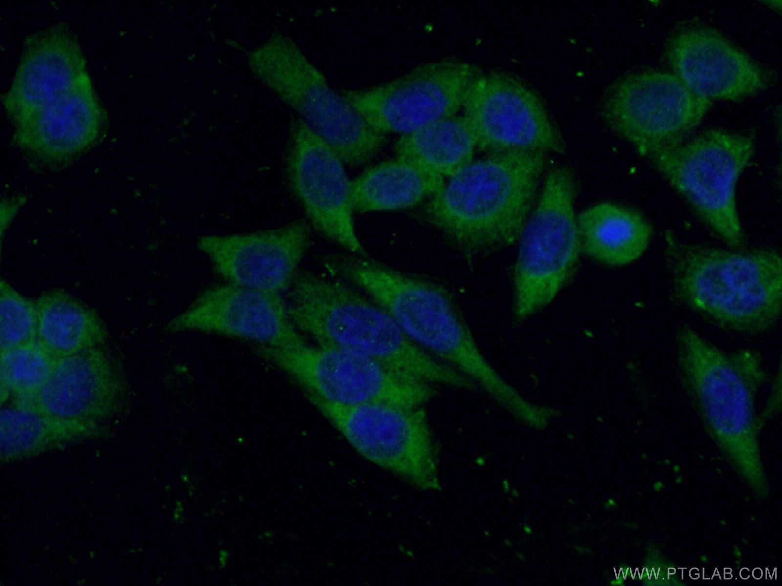 USP7 Antibody 66514-1-Ig | Proteintech