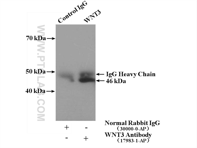 wnt,(第10页)_大山谷图库