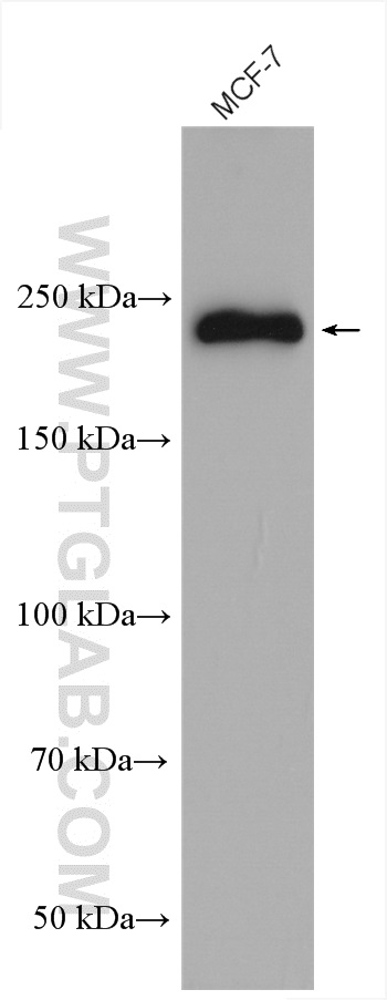 ZO-1 Antibody 21773-1-AP | Proteintech