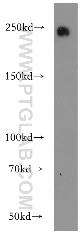 ZO-1 Antibody 21773-1-AP | Proteintech