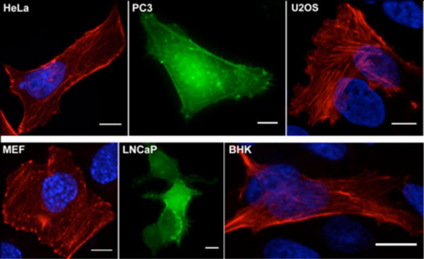 Actin-Chromobody® plasmid (TagGFP2) | Proteintech