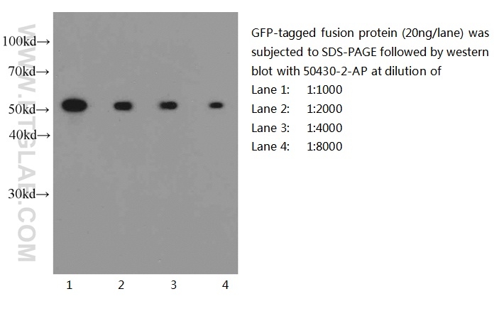 GFP tag Antibody 50430-2-AP | Proteintech
