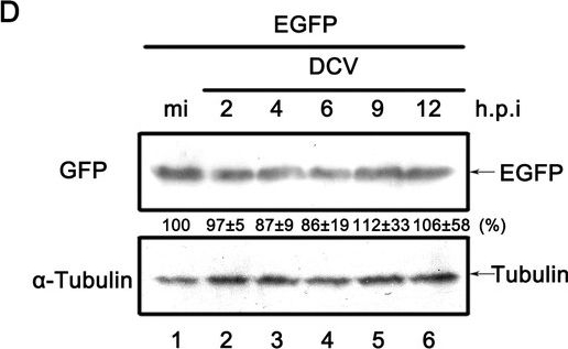 alpha Tubulin Antibody 66031-1-Ig | Proteintech