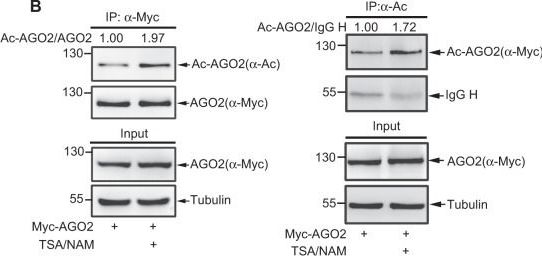 alpha Tubulin Antibody 66031-1-Ig | Proteintech