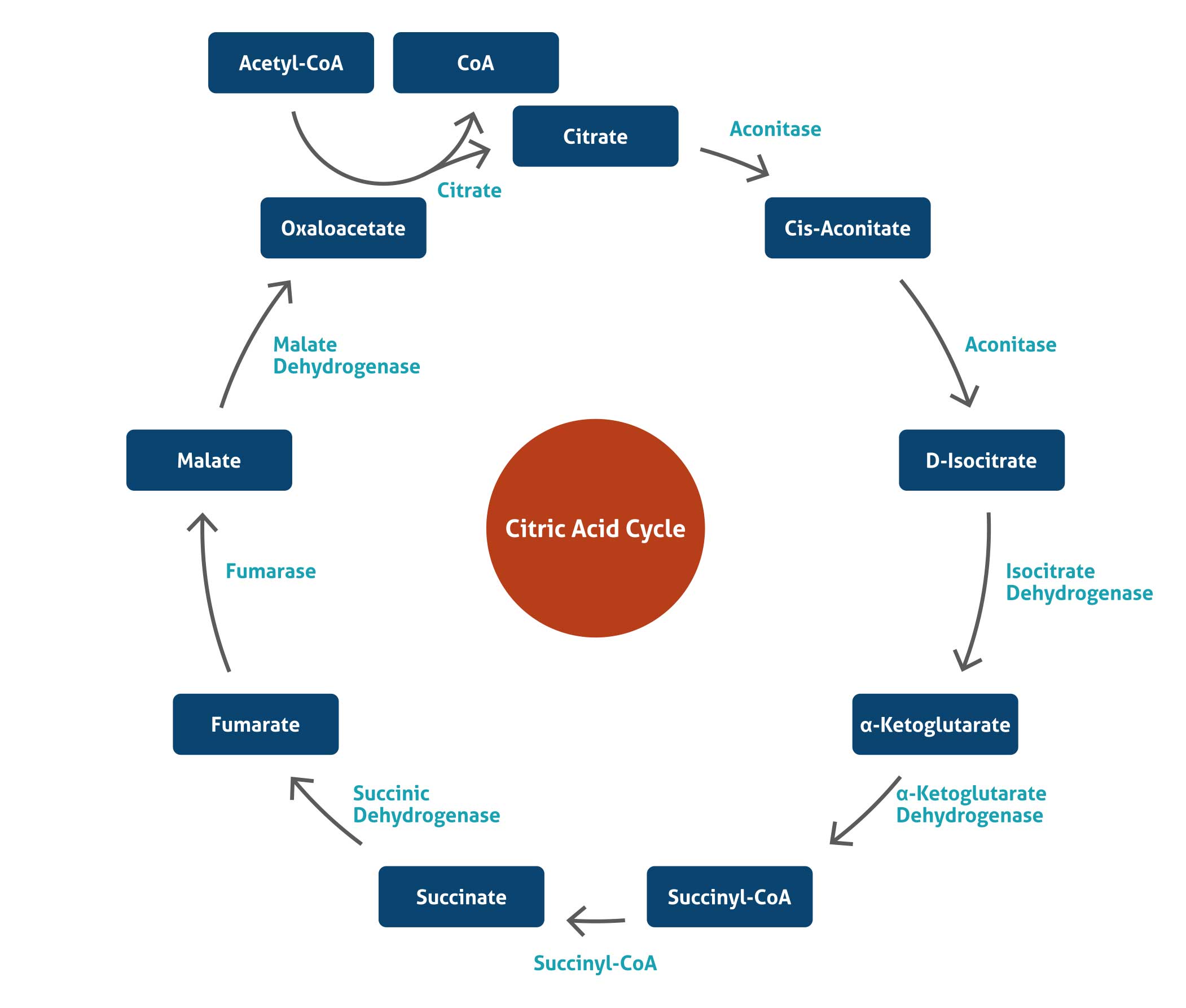 Mitochondria: Center of Cellular Signaling and Energetic Balance ...