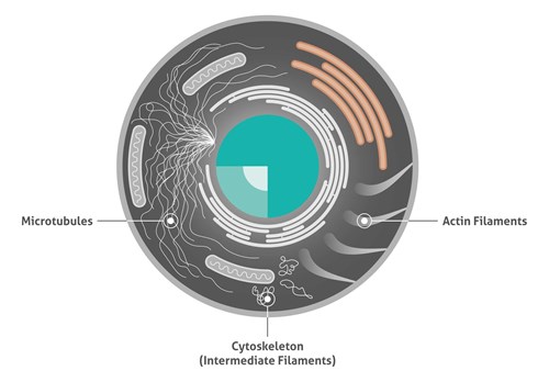 Cytoskeleton Markers | Proteintech Group