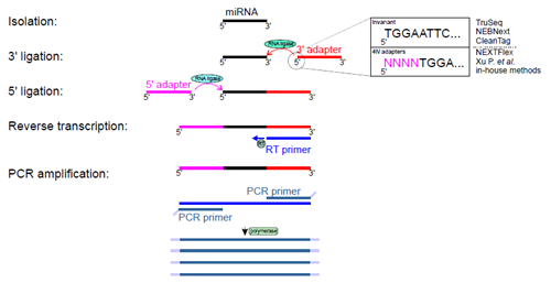 Quantitative Mirna Profiling How To Choose The Best Rna Sequencing
