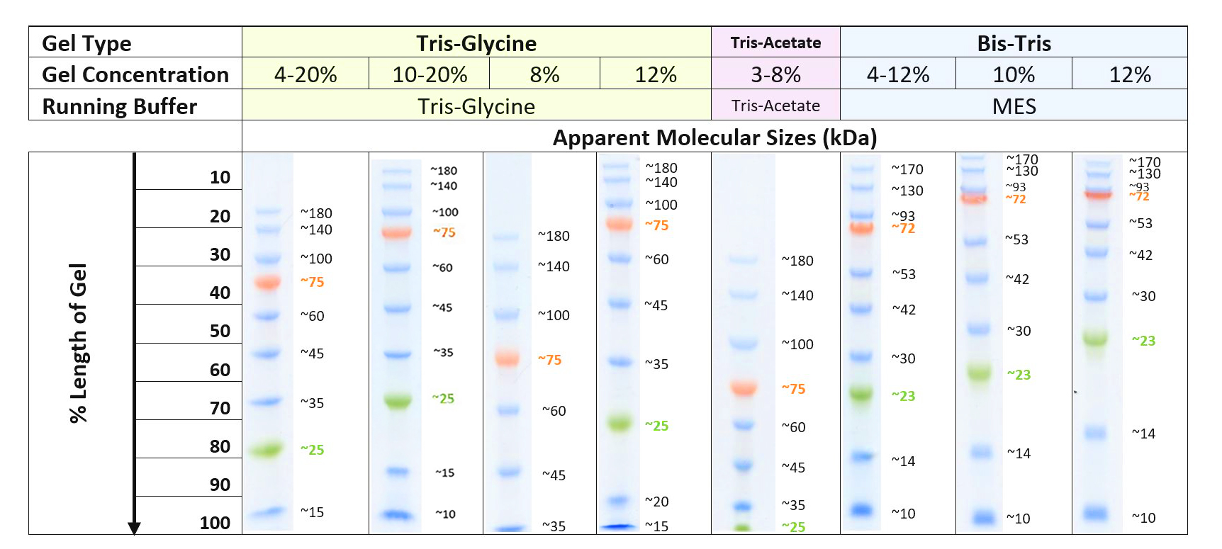 Regular Range Prestained Protein Marker PL00001 | Proteintech