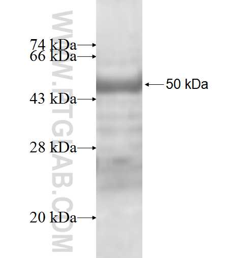 ABCA3 Fusion Protein Ag9840 | Proteintech | 武汉三鹰生物技术有限公司