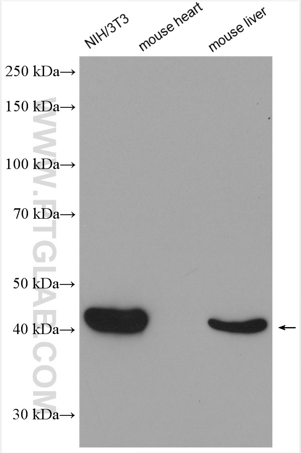 Beta Actin antibody (20536-1-AP) | Proteintech