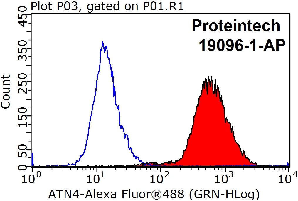 ACTN4 antibody (19096-1-AP) | Proteintech | 武汉三鹰生物技术有限公司