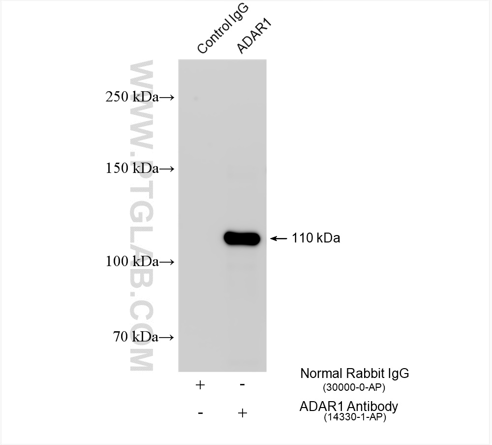 ADAR1 antibody (14330-1-AP) | Proteintech | 武汉三鹰生物技术有限公司