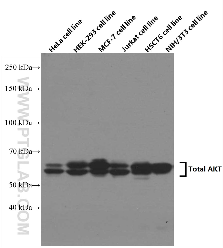 AKT antibody (60203-2-Ig) | Proteintech