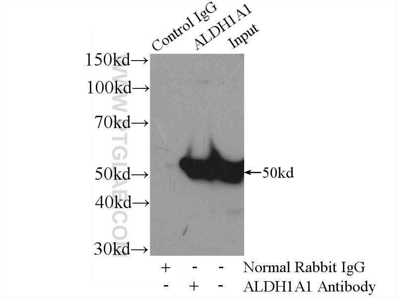 ALDH1A1 antibody (15910-1-AP) | Proteintech | 武汉三鹰生物技术有限公司