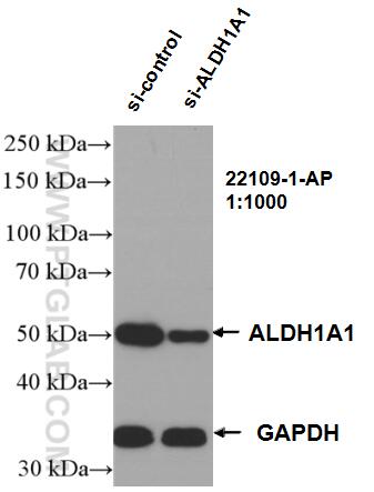 ALDH1A1-specific antibody (22109-1-AP) | Proteintech | 武汉三鹰生物技术有限公司