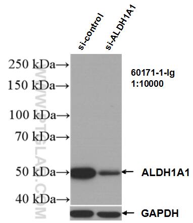 ALDH1A1 antibody (60171-1-Ig) | Proteintech | 武汉三鹰生物技术有限公司
