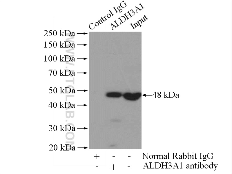 ALDH3A1 Antibody 15578-1-AP | Proteintech