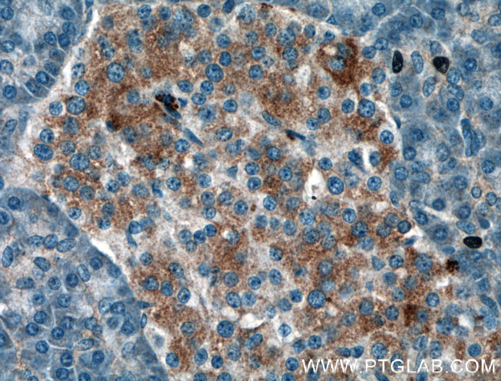 AMFR Antibody 16675-1-AP | Proteintech