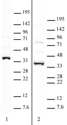 APOBEC2 antibody (pAb) | Proteintech | 武汉三鹰生物技术有限公司