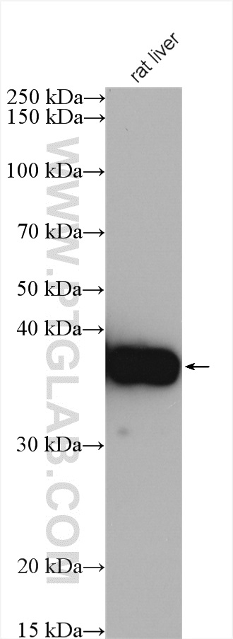 Arginase-1 Antibody 16001-1-AP | Proteintech