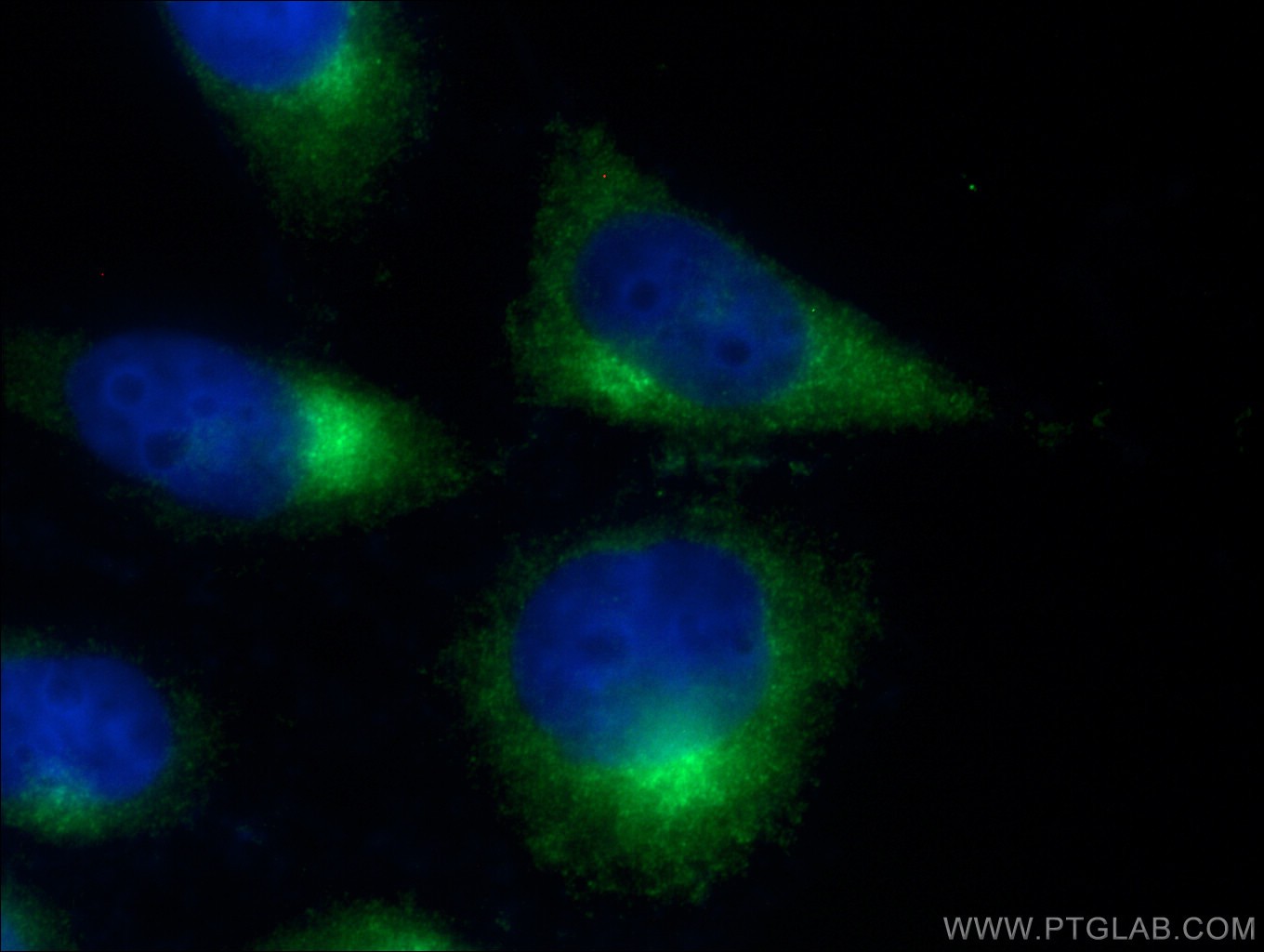 ARL1 antibody (16012-1-AP) | Proteintech | 武汉三鹰生物技术有限公司