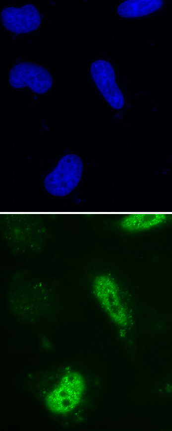 AbFlex BrdU antibody (rAb) | Proteintech | 武汉三鹰生物技术有限公司