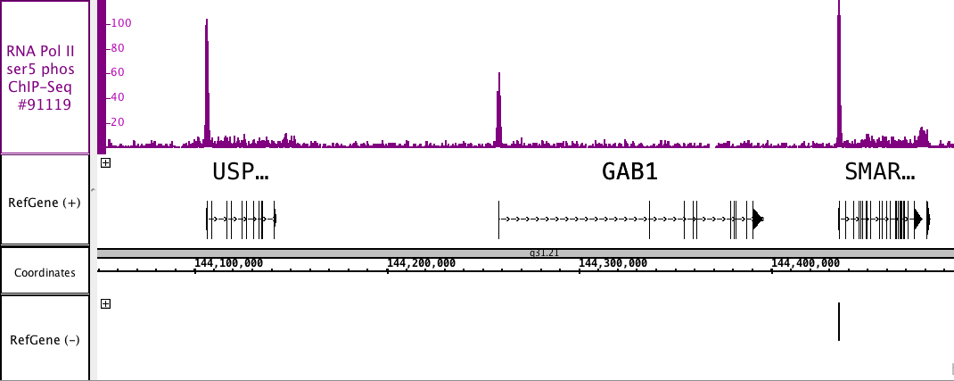 AbFlex RNA pol II CTD phospho Ser5 antibody (rAb) | Proteintech | 武汉三鹰 ...