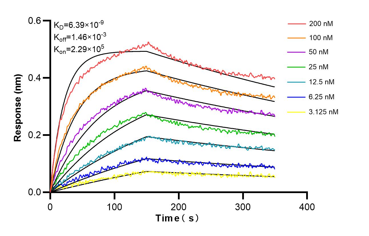 Calpastatin antibody (86664-3-RR) | Proteintech | 武汉三鹰生物技术有限公司
