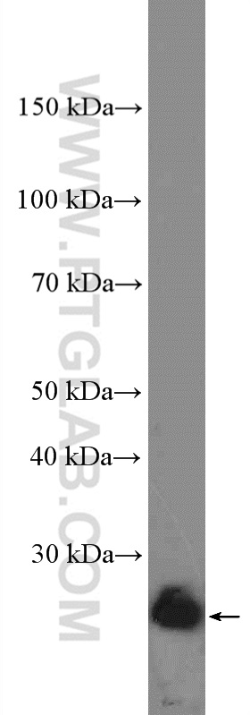 BAX antibody (60267-1-Ig) | Proteintech | 武汉三鹰生物技术有限公司