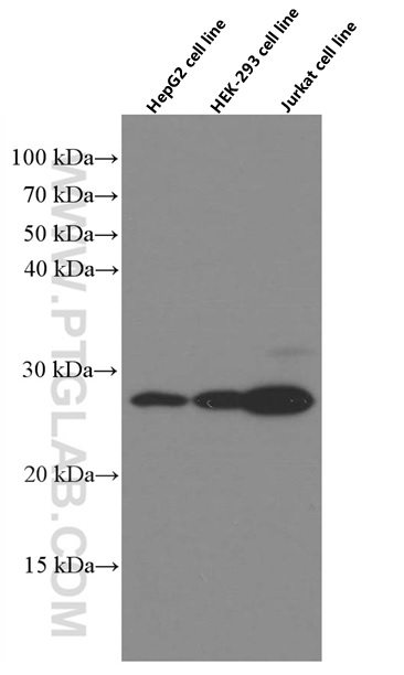 BCL2 Antibody 60178-1-Ig | Proteintech