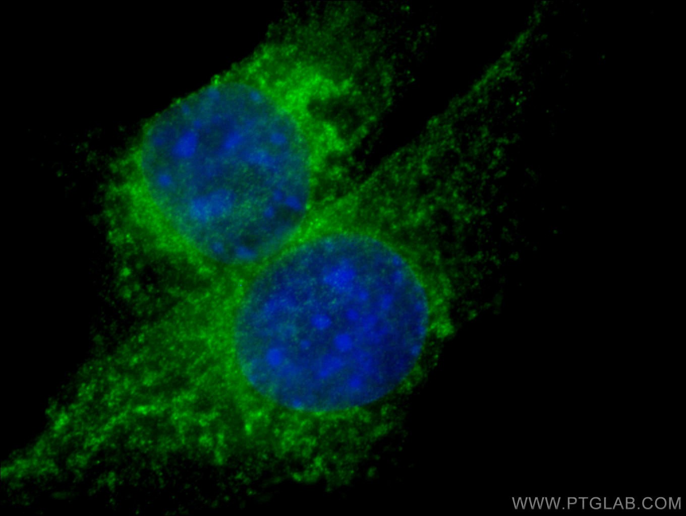 Bcl2 Antibody 26593-1-AP | Proteintech