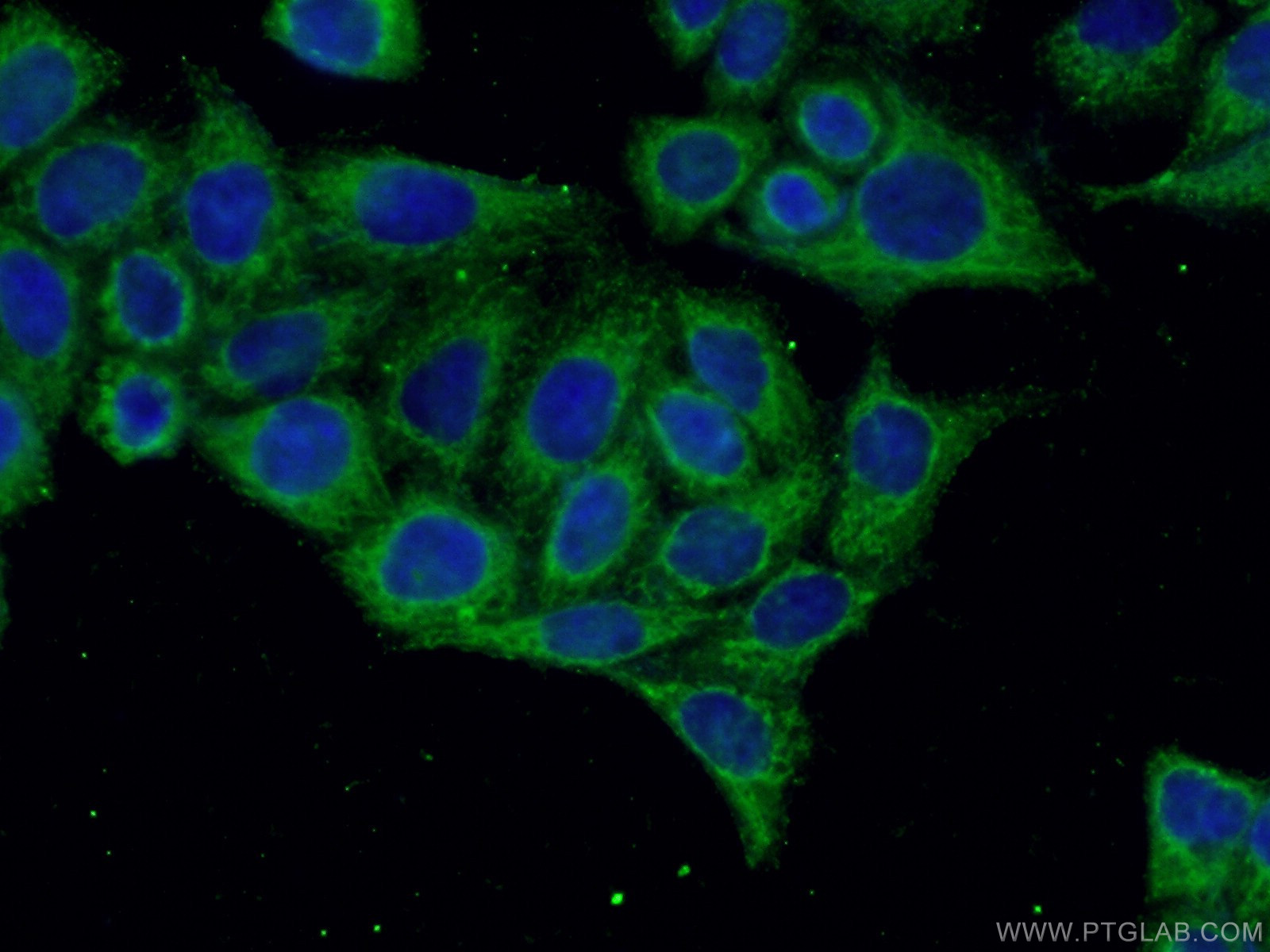 cGAS antibody (26416-1-AP) | Proteintech