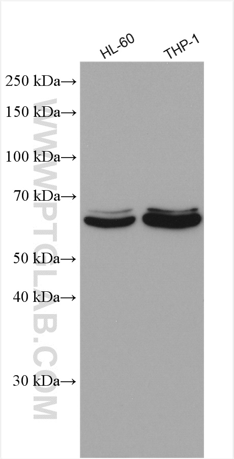 cGAS antibody (26416-1-AP) | Proteintech
