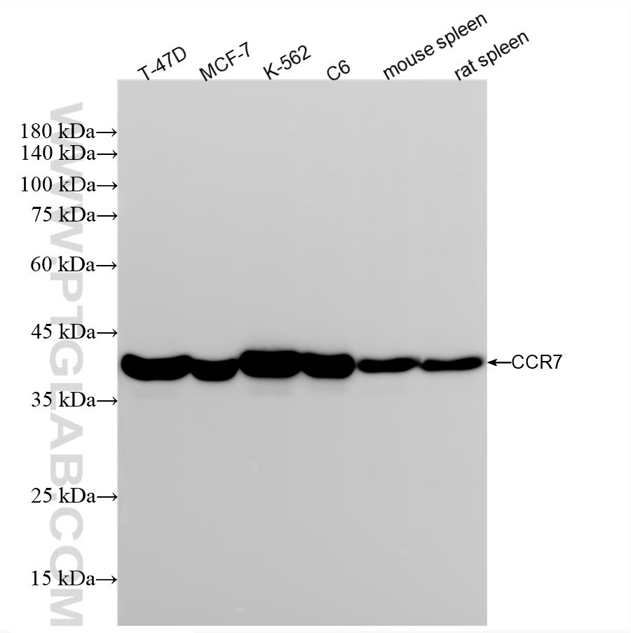 CCR7 antibody (86180-5-RR) | Proteintech | 武汉三鹰生物技术有限公司