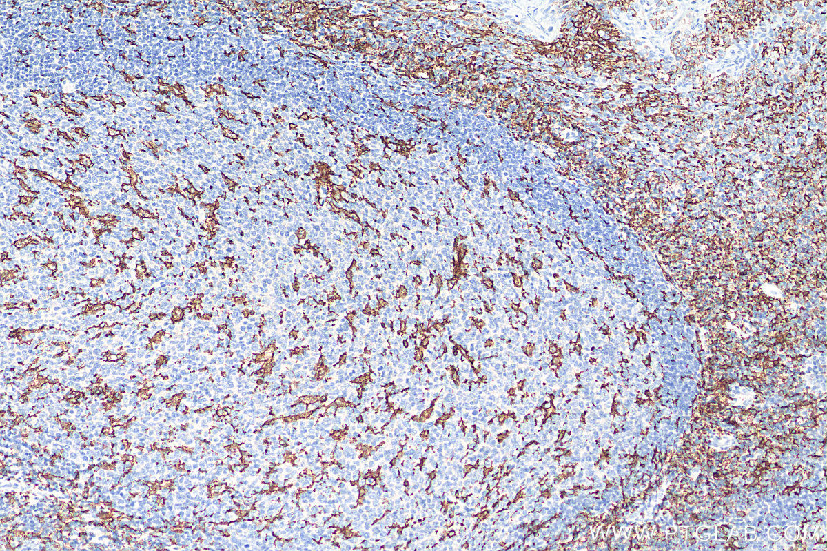 CD11c/Integrin alpha X antibody (81853-1-RR) | Proteintech | 武汉三鹰生物技术有限公司