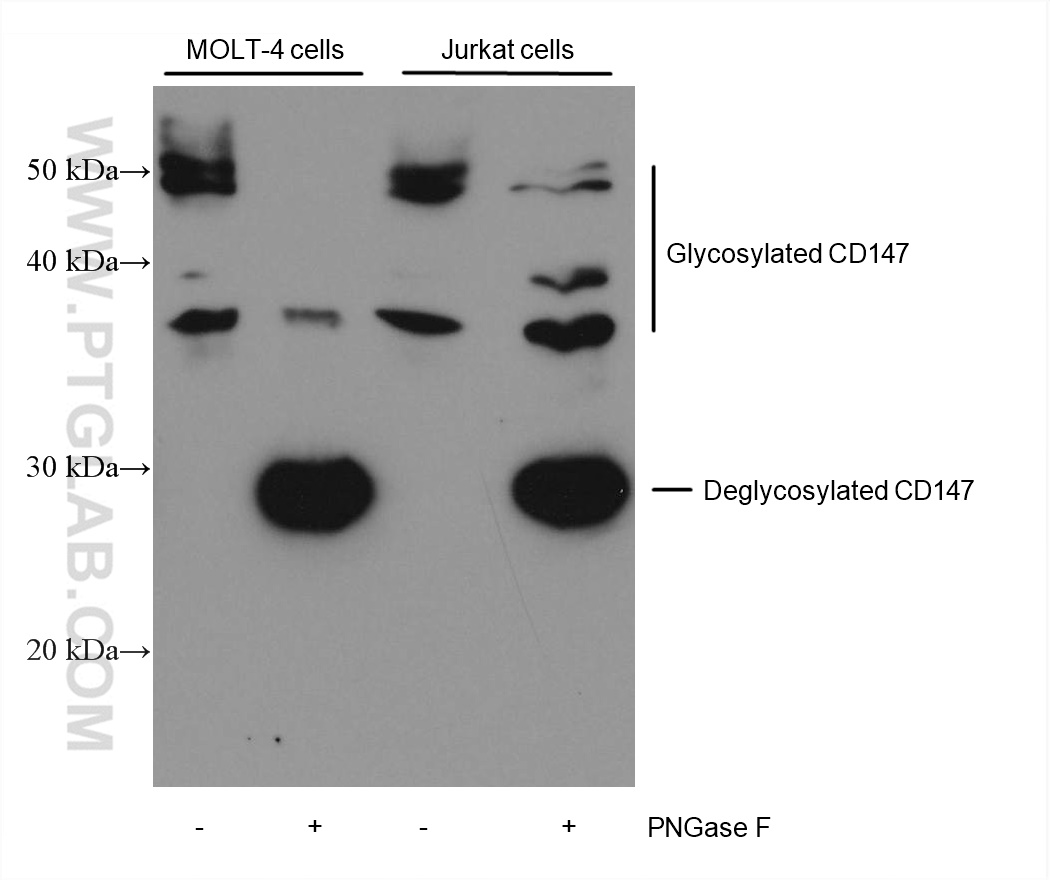 CD147 antibody (66443-1-Ig) | Proteintech