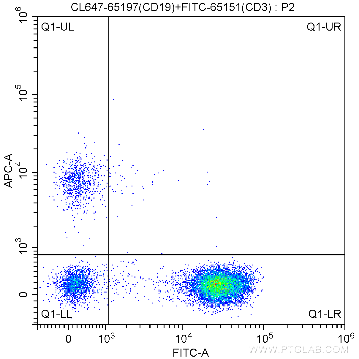 CD19 Antibody CL647-65197 | Proteintech