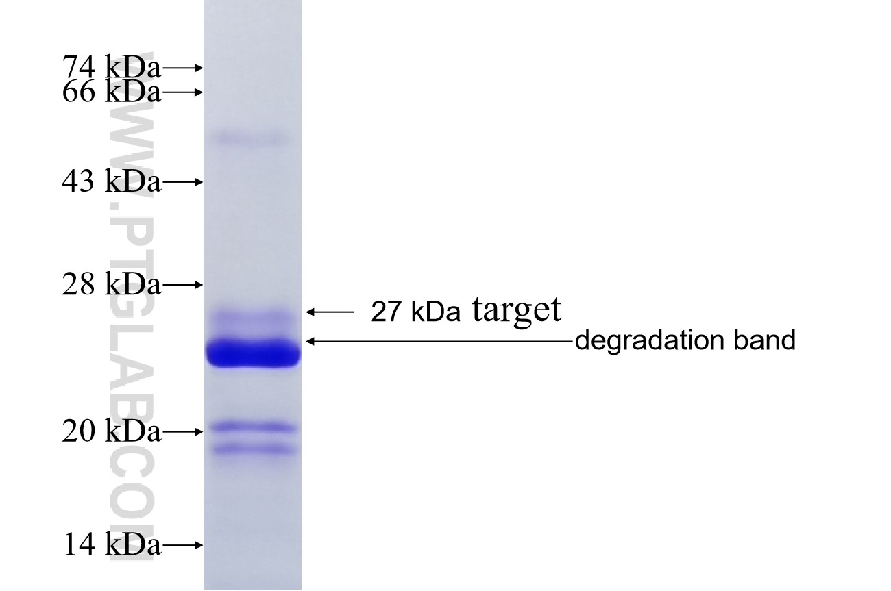 CD48 Fusion Protein Ag26562 | Proteintech | 武汉三鹰生物技术有限公司