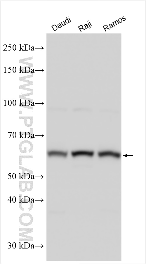 CD86 antibody (13395-1-AP) | Proteintech | 武汉三鹰生物技术有限公司