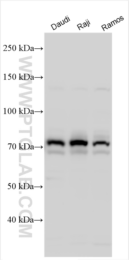 CD86 antibody (13395-1-AP) | Proteintech | 武汉三鹰生物技术有限公司