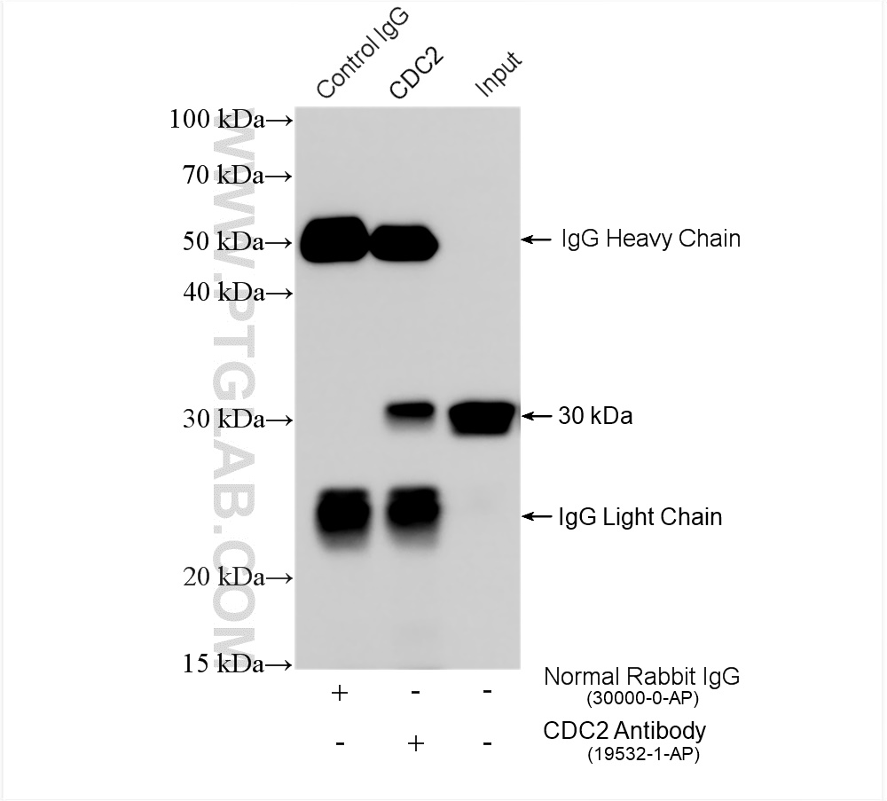 CDK1-Specific antibody (19532-1-AP) | Proteintech | 武汉三鹰生物技术有限公司