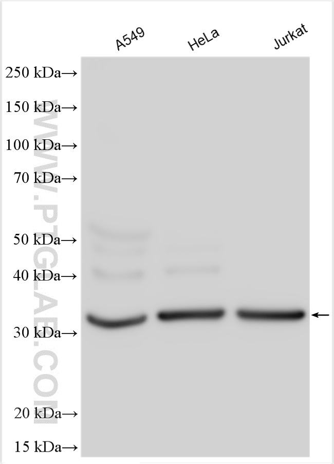 CEBPB antibody (23431-1-AP) | Proteintech | 武汉三鹰生物技术有限公司