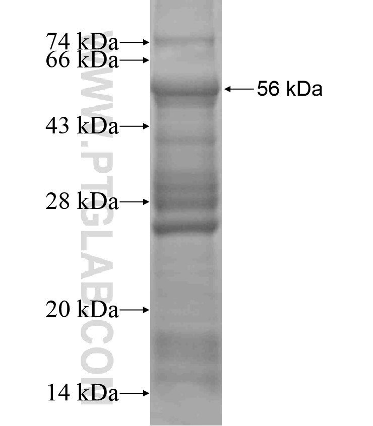 CHRM4 Fusion Protein Ag18067 | Proteintech | 武汉三鹰生物技术有限公司