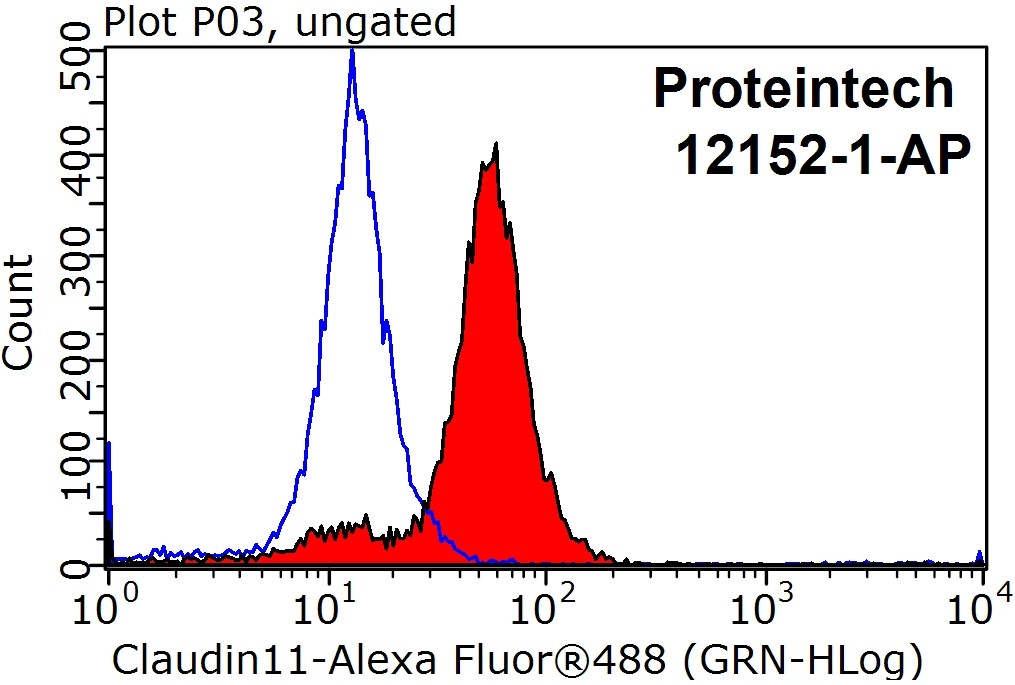 Claudin 11 antibody (12152-1-AP) | Proteintech | 武汉三鹰生物技术有限公司