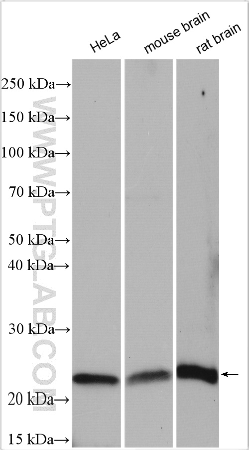 COPS8/COP9 antibody (10089-2-AP) | Proteintech | 武汉三鹰生物技术有限公司