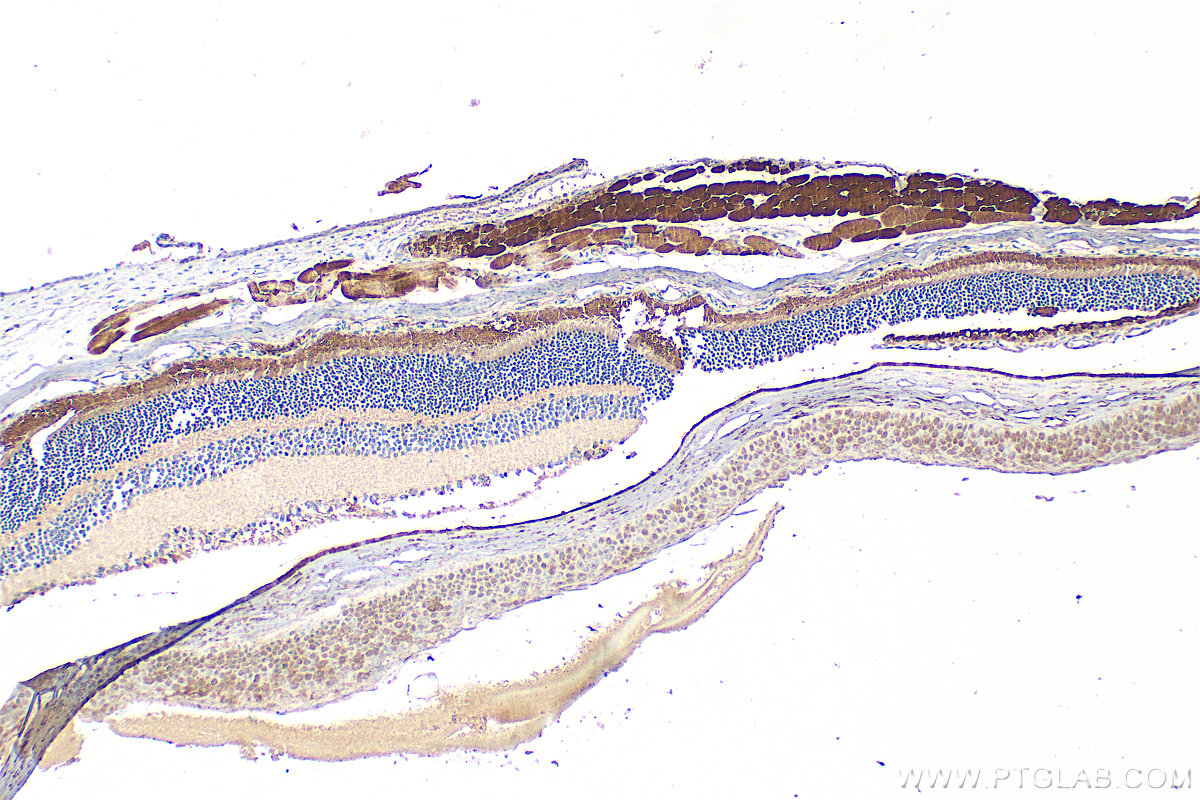 Alpha B Crystallin antibody (15808-1-AP) | Proteintech | 武汉三鹰生物技术有限公司