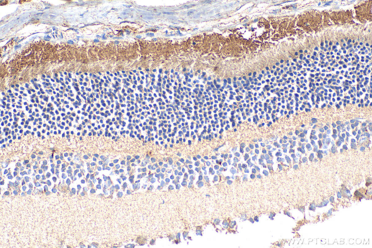 Alpha B Crystallin antibody (15808-1-AP) | Proteintech | 武汉三鹰生物技术有限公司