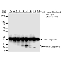Caspase-3 antibody (mAb) (Clone 31A1067) | Proteintech | 武汉三鹰生物技术有限公司