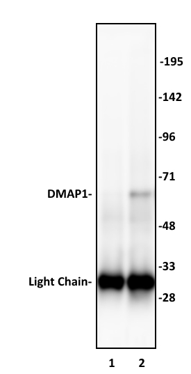 DMAP1 antibody (pAb) | Proteintech | 武汉三鹰生物技术有限公司
